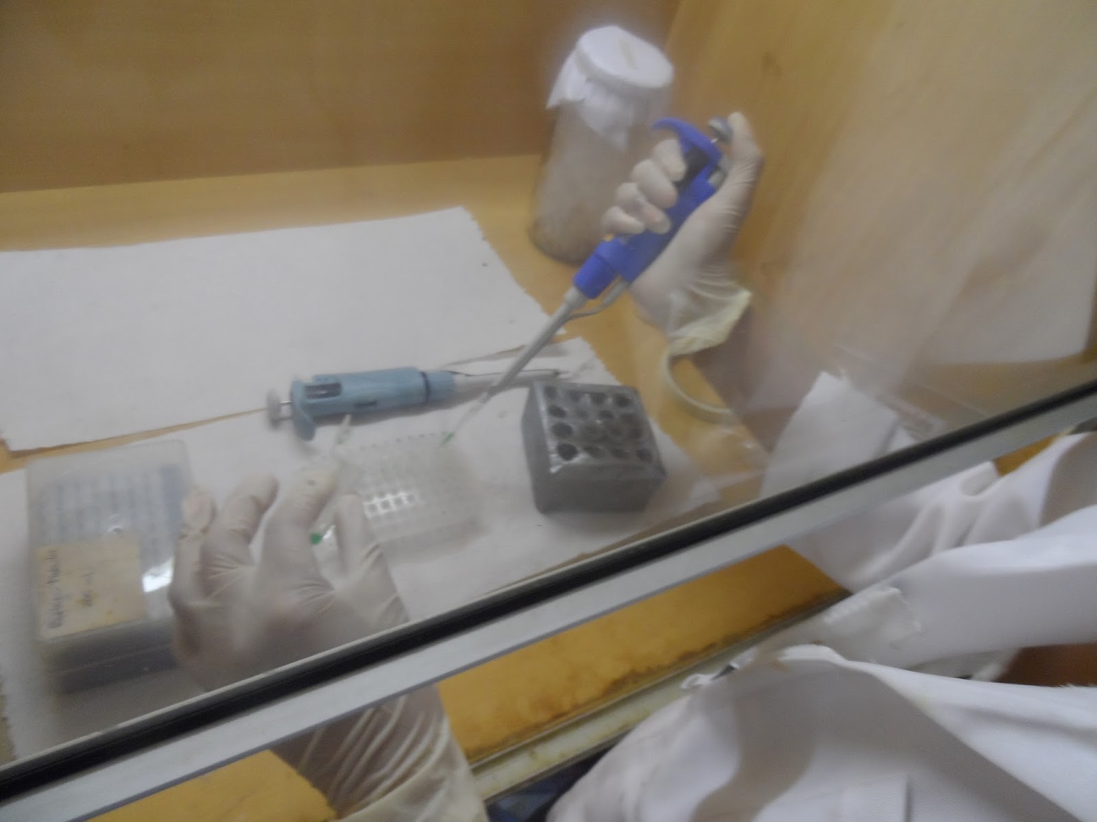 ecotoxicologia-bioensayos: PCR para hongos