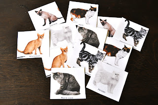 Sorting Sprinkles: Pets Week for Preschoolers