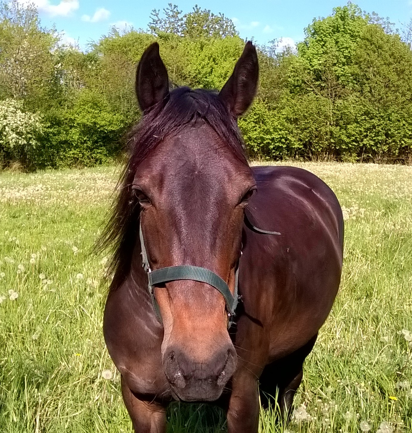 Stuekatte - Staldkatte: Heste