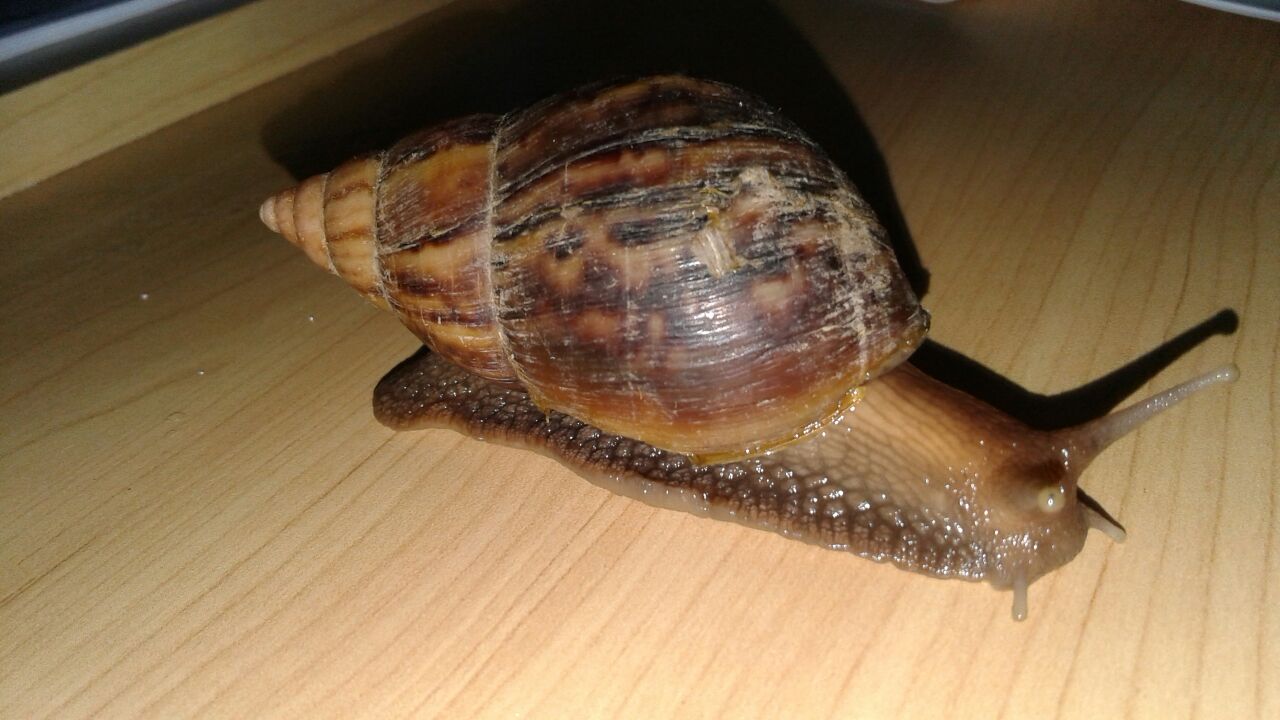 Laporan Praktikum Filum Mollusca dan Echinodermata