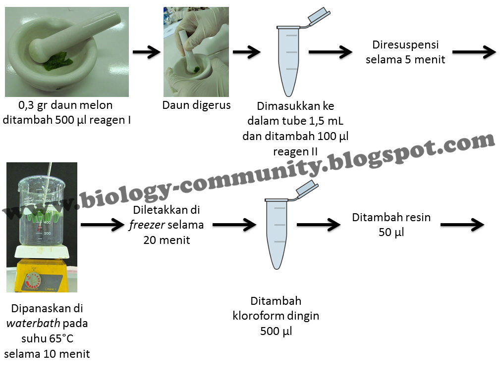 Biology: TEKNIK ISOLASI DNA