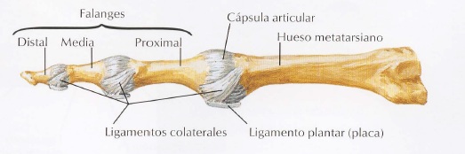 Artrología Miembro Inferior - Kinesiología para Estudiantes