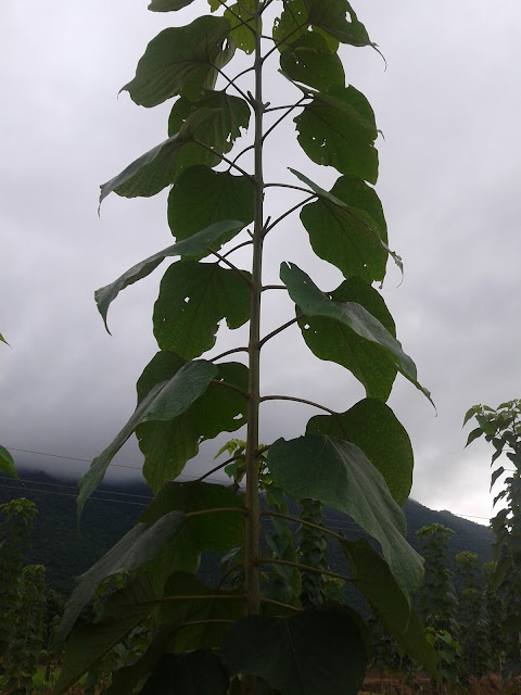 Gmelina Arborea( Kumil , Sagwan) Pictures | Innovative farming solutions