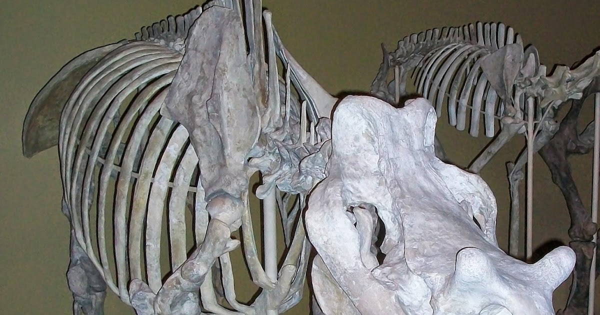 Megacerops Skeleton