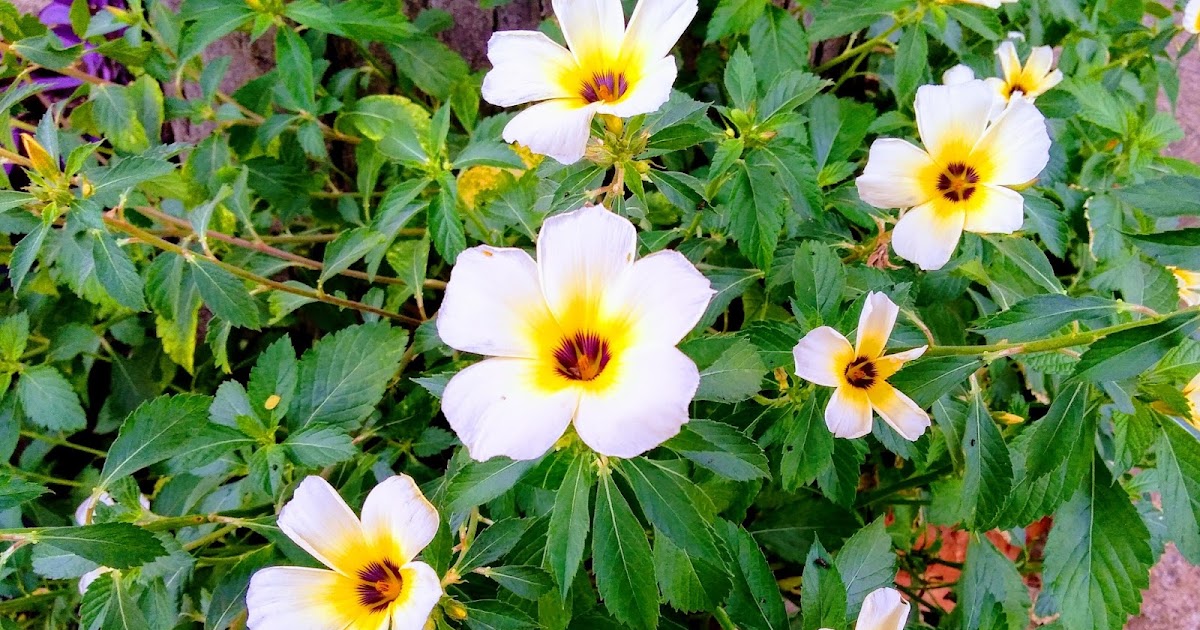 BRO (Blog do Rubens Oficial): biodiversidade | Turnera