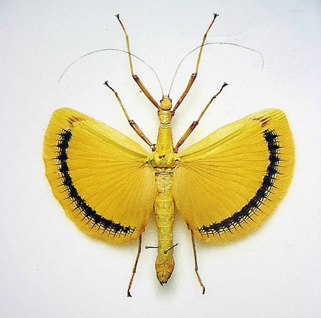 {BLACK. WHITE. YELLOW.}: I've Got a Little Black, White, and Yellow Bug