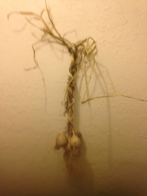 Wicked Raven Farm Blog: Growing Garlic in Alaska