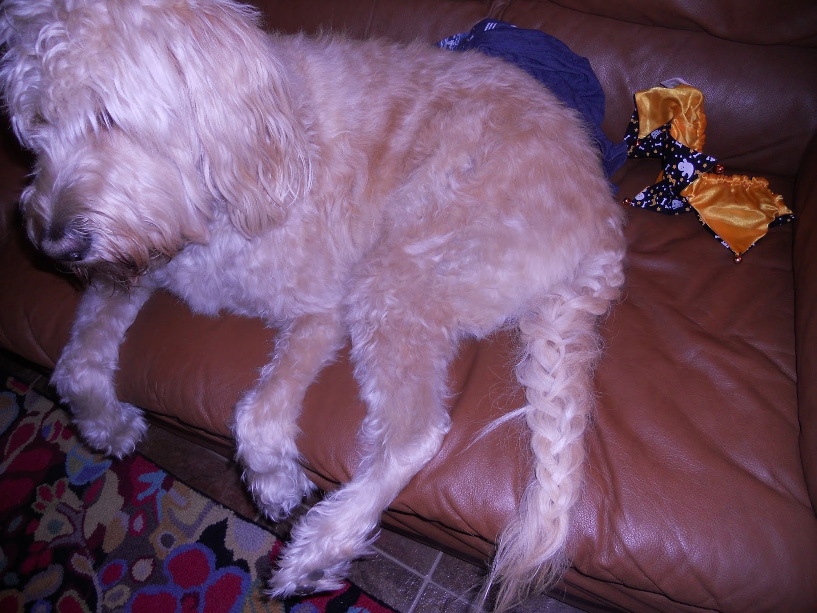 Unraveling Yarn: I French Braided My Dog's Tail