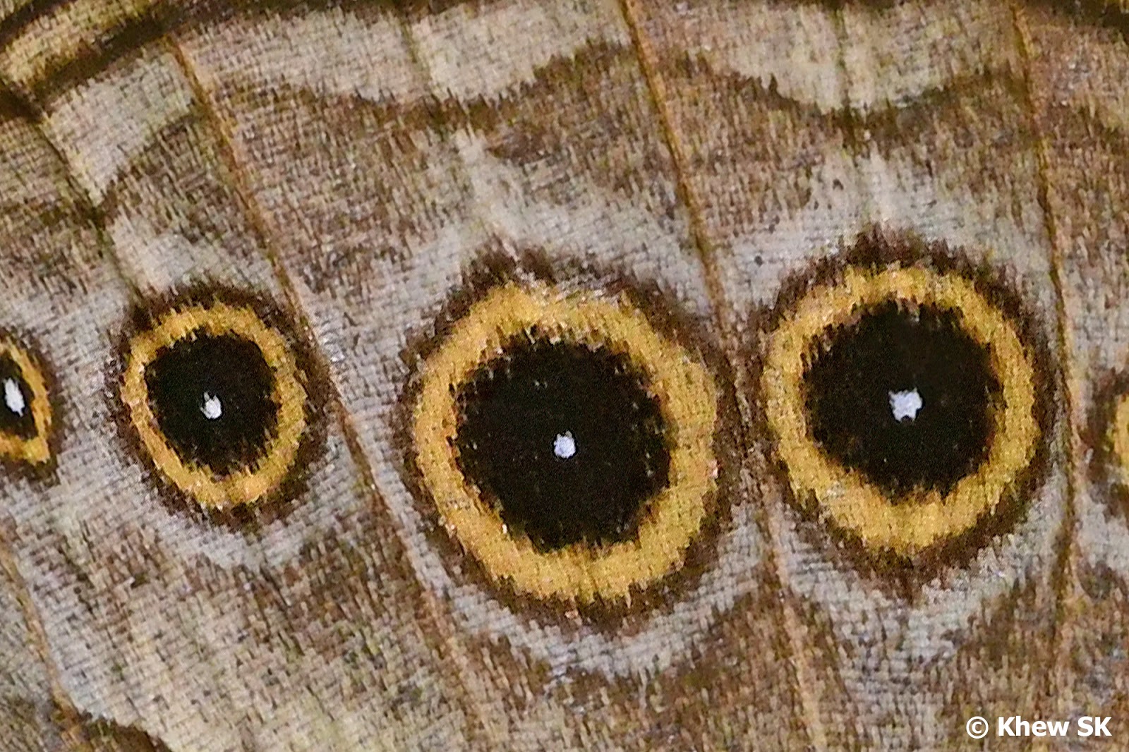 Butterflies of Singapore: Butterfly Eyespots