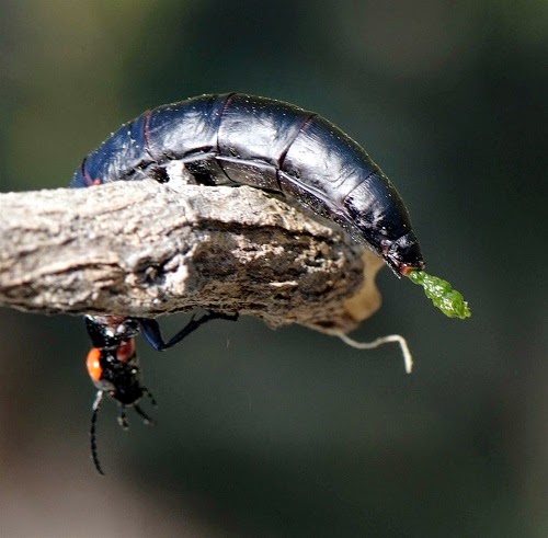 Biodiversidad Costa Granadina y ... (Fauna): Aceitera real ...