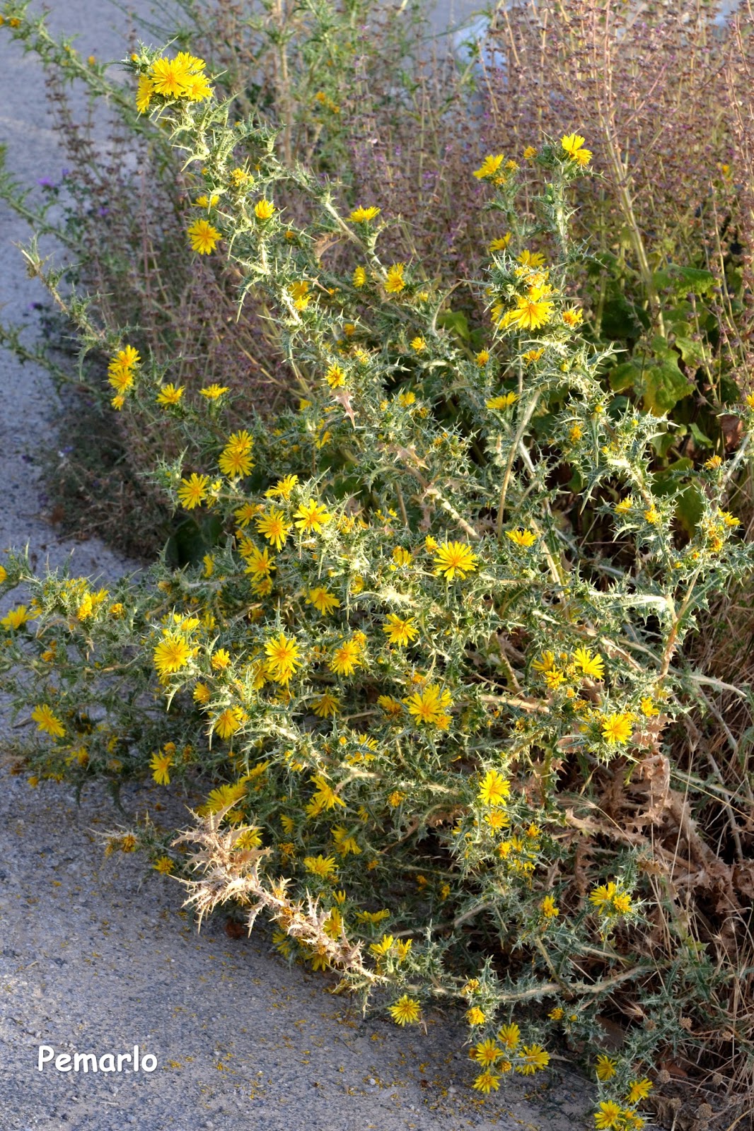 Plantas de Murcia: SCOLYMUS HISPANICUS (Tagarnina o Cardillo) EN EL ...