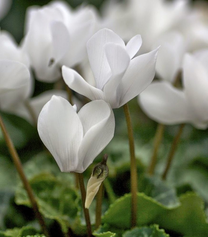 Elisabet Nielsen & Romanceportalen: Vinterns vita blommor