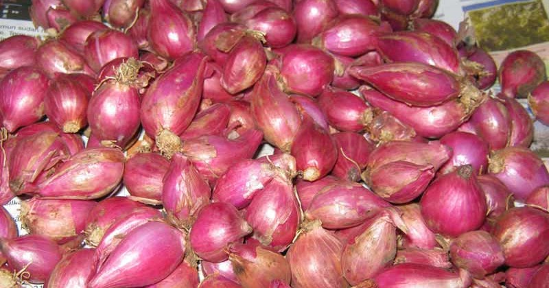 Cara memilih bibit bawang merah | Pertanian