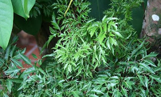 Overcome Disease: Nothopanax fruticosum Miq.