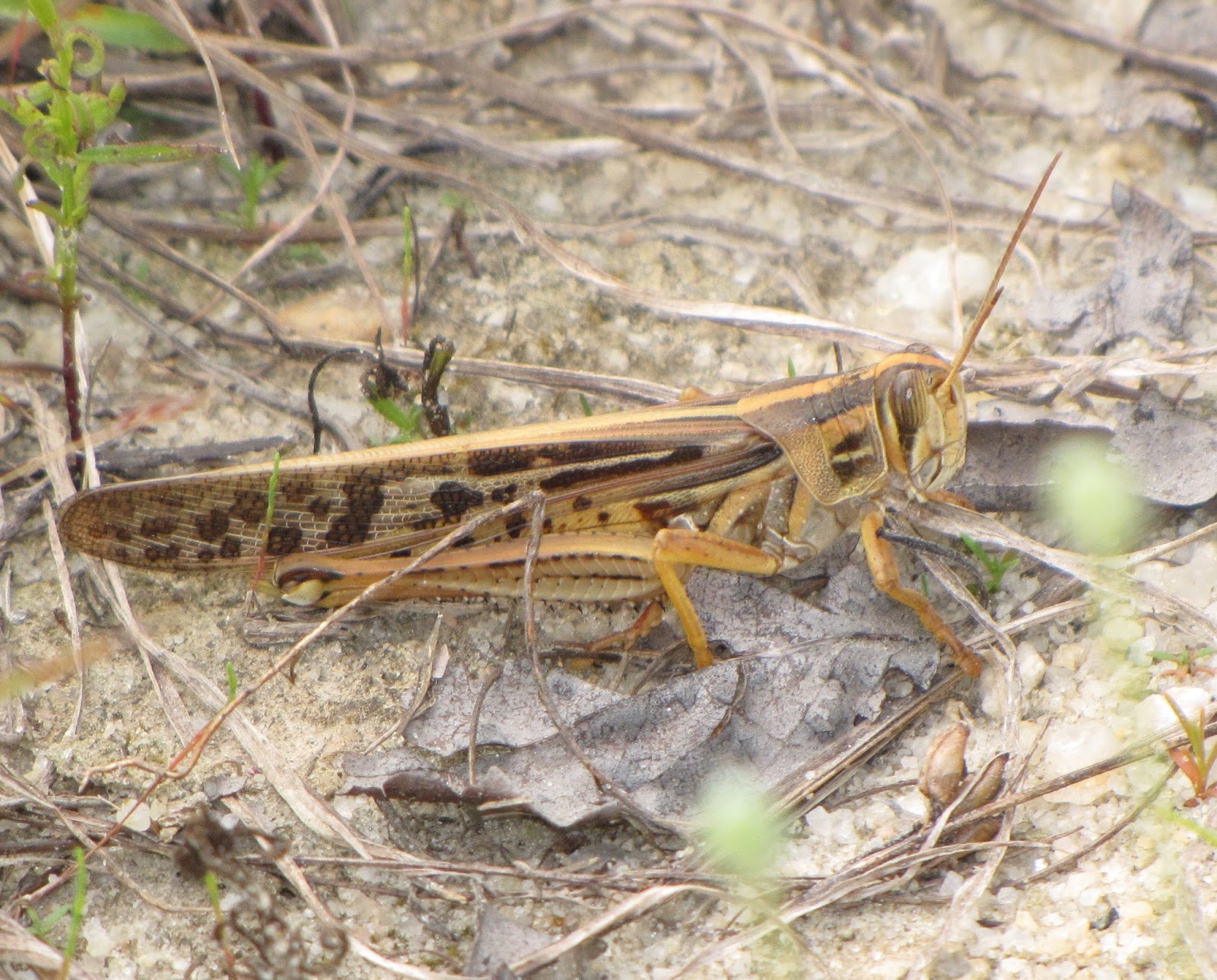 Bug Eric: Grasshopper or Locust?