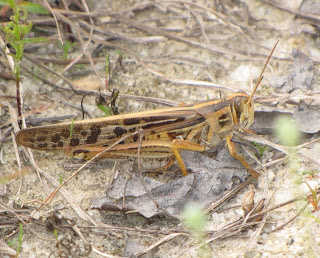 Bug Eric: Grasshopper or Locust?