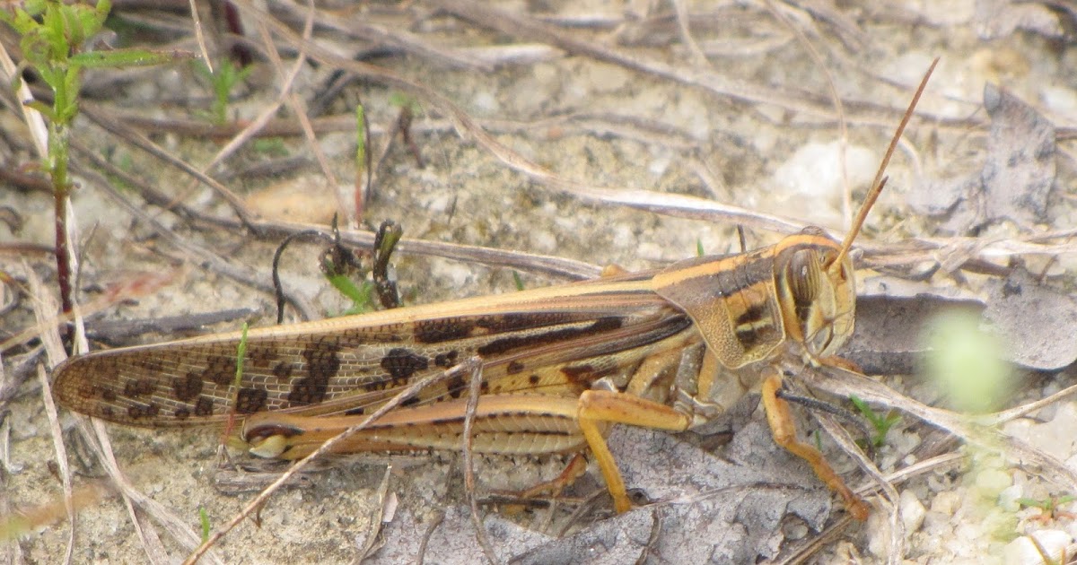 Bug Eric: Grasshopper or Locust?