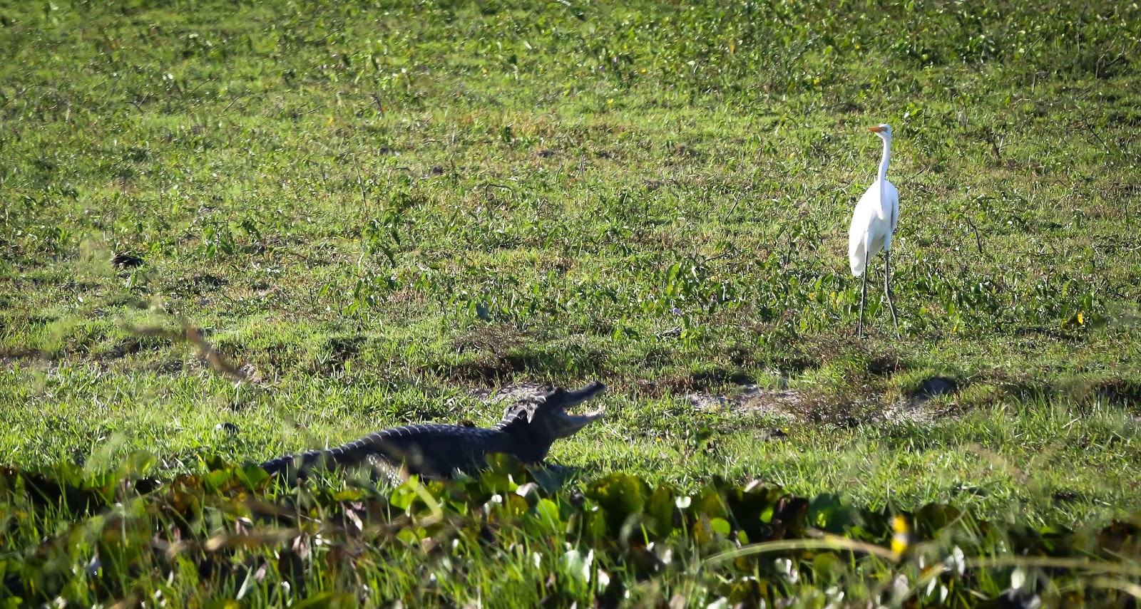 OFF THE BEATEN TRACK: Los Llanos - Animal Safari, Venezuela