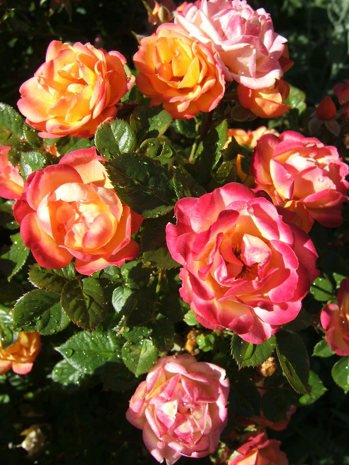 Valentine’s Day - What you gonna do?