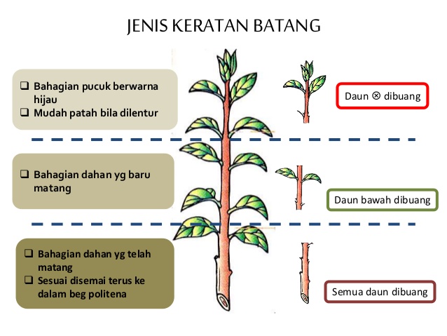PROPAGATION AND PLANT MANAGEMENT: MINGGU KEEMPAT - PEMBIAKAN KERATAN BATANG