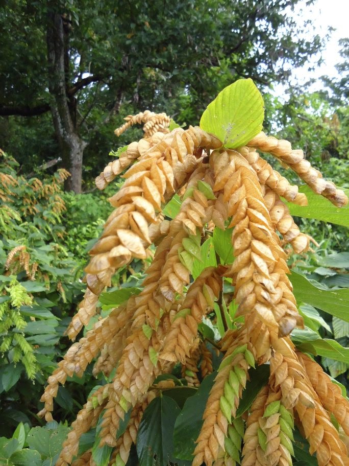 Flora de Puerto Rico Ilustrada Papo Vives: FABOIDEAE FLEMINGIA ...