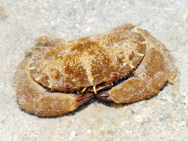 God's wonderful creation: Back to the Great Reef: Terumbu Raya