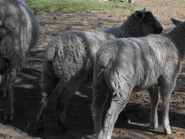 Simply Sowing: How to Dock Lamb's Tails - in two shakes of a lamb's tail.