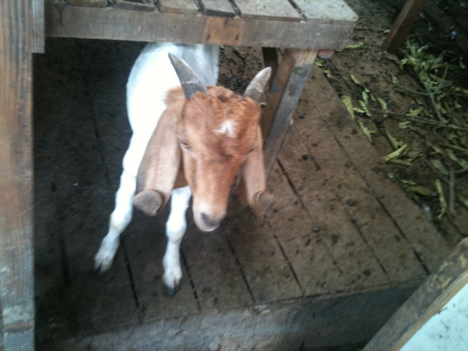 Goodie and Cheapie: Kambing / Goat For Sale Native, Boer and Anglo ...