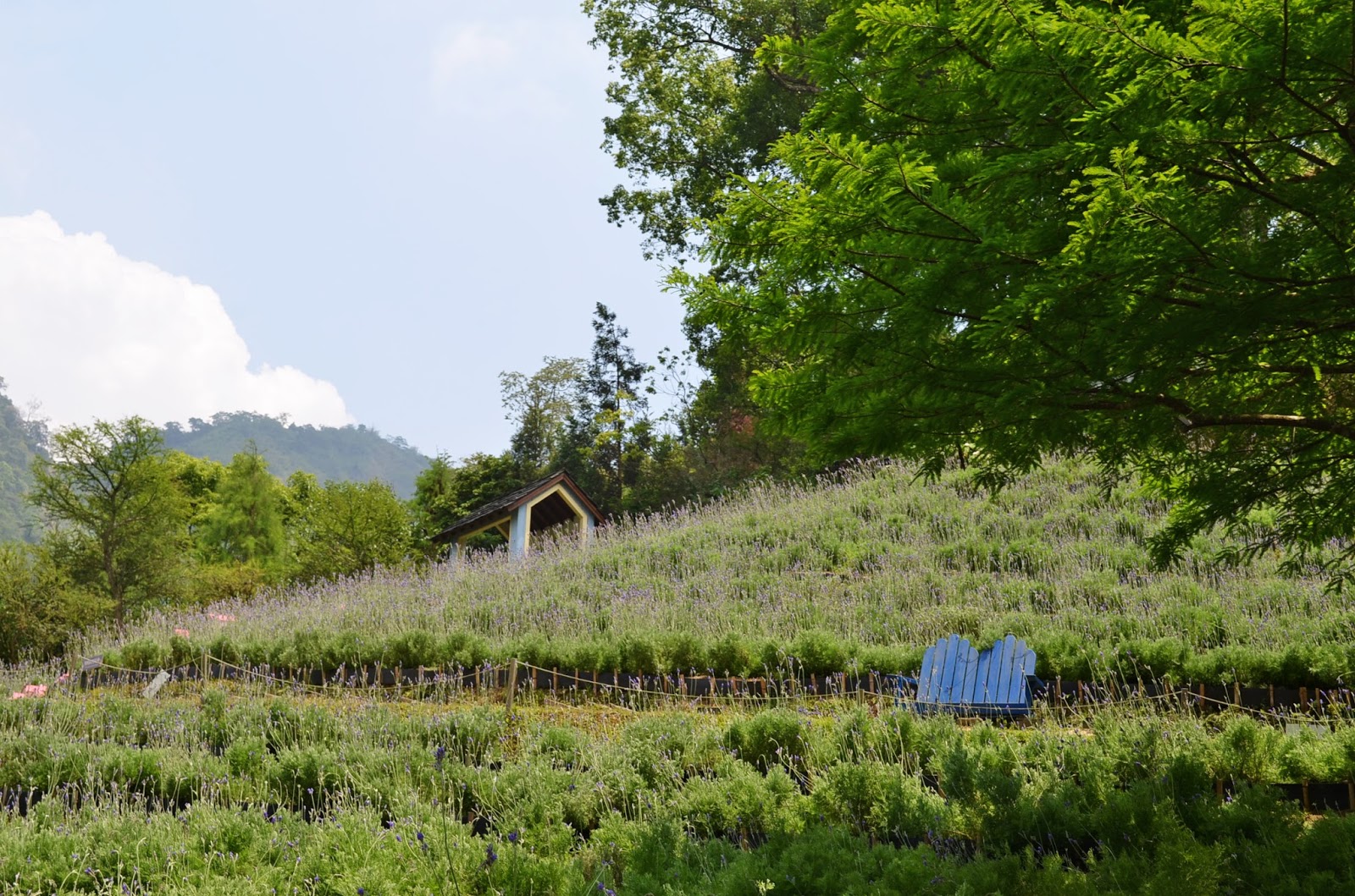 Trip To Taiwan 台湾: Taichung 台中 - Lavender Cottage 薰衣草森林 - Just An ...