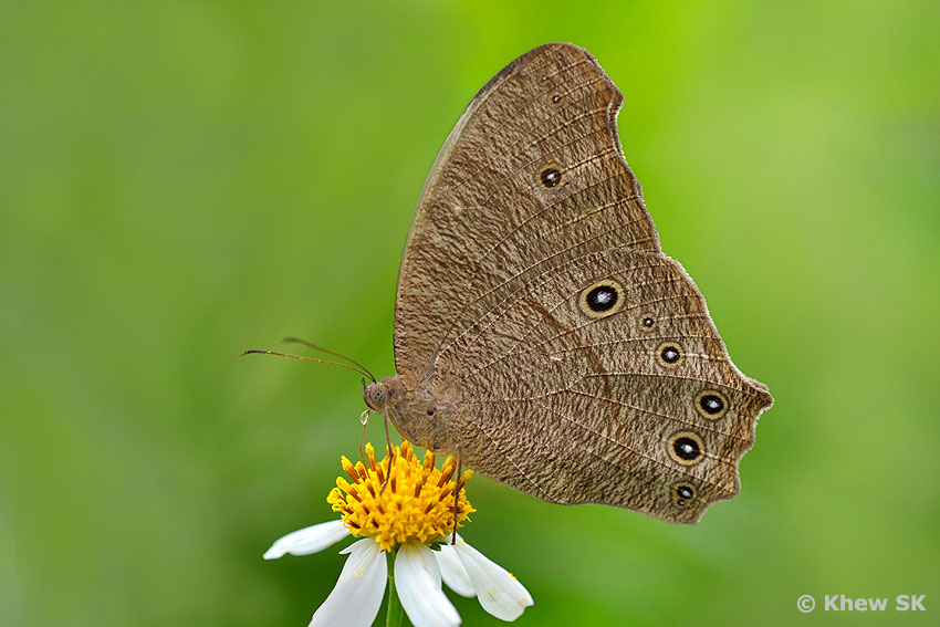 Butterflies of Singapore: Butterfly of the Month - February 2013