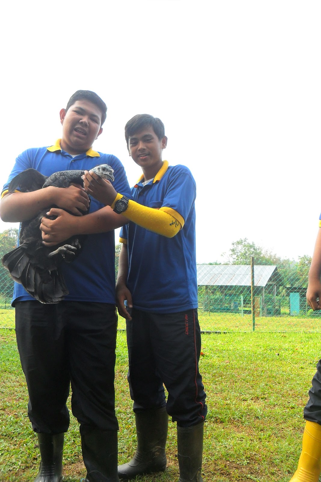 Agroindustri Ruminan: Gambar