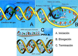 BIOLOGIA MOLECULAR: 6.2 Organismos eucarióticos: