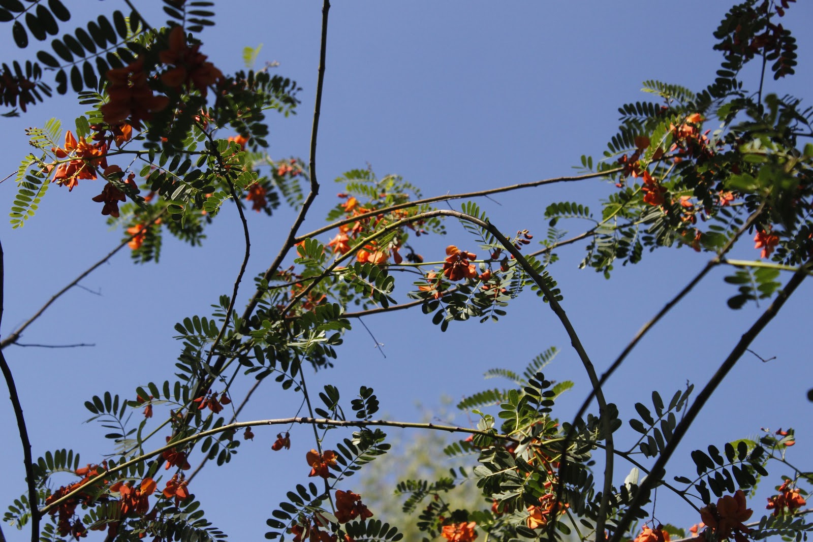 La escondida: Acacia mansa - “Sesbania Punicea”