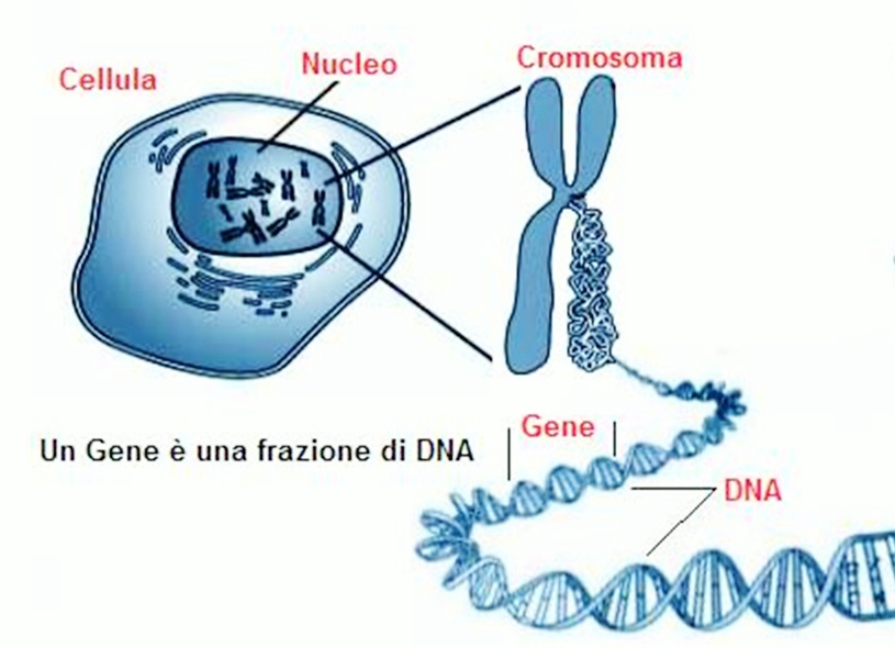 Gazzettando ... a Scuola !: Costruiamo il DNA? Learning by doing alla 5A del plesso "M.Dionesalvi".
