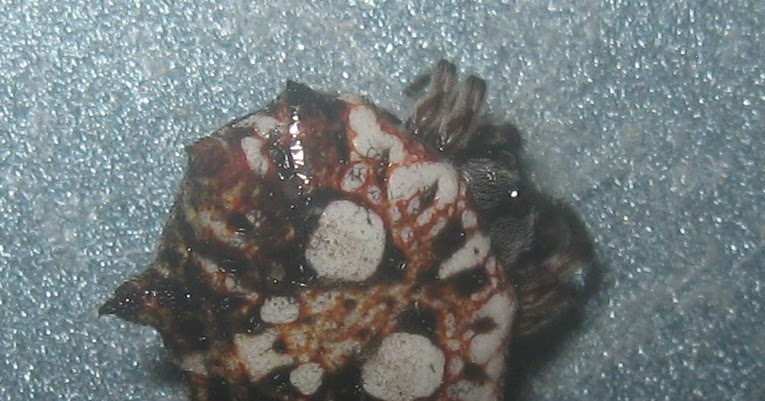 Garden Guy Hawaii: Crab Spiders