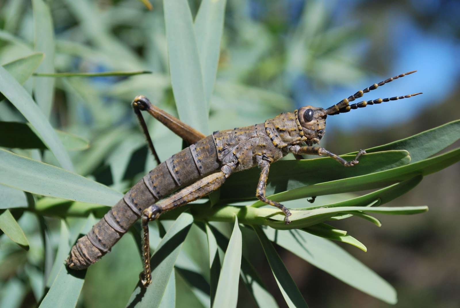 Cigarrón palo, para gustos sabores