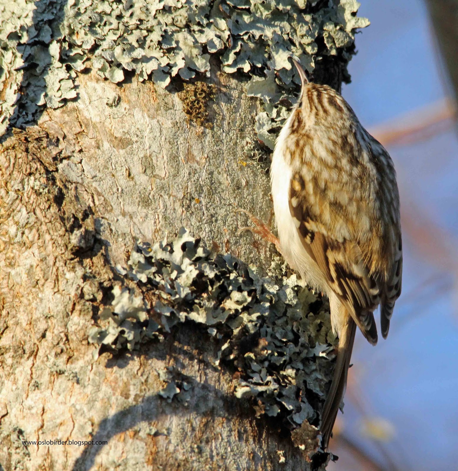 OSLO BIRDER: Treecreeper and Firecrest