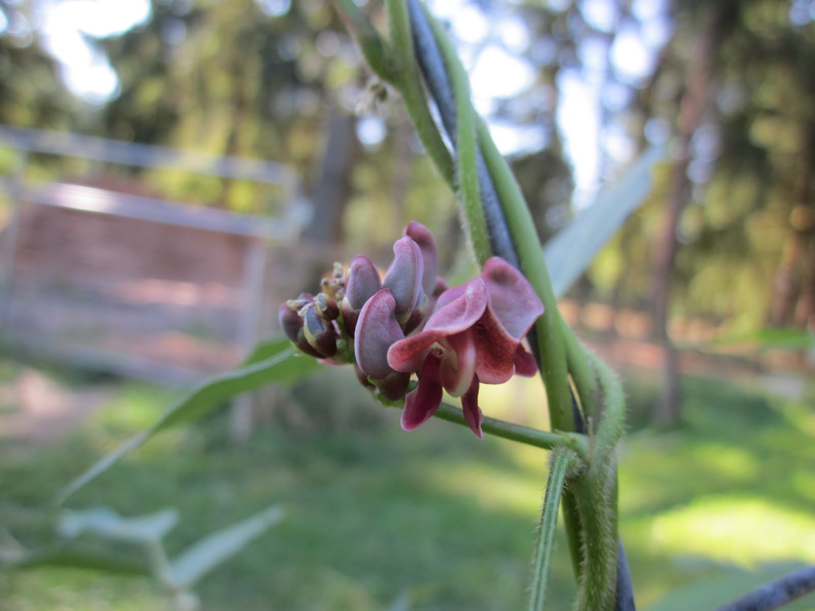 Chehalis Valley Alternative Crops: Exciting Groundnut update: Flowering ...
