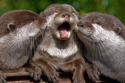 Vidra ( Otter ),Ovi preslatki mladunci su maleni paketići sreće koji ...