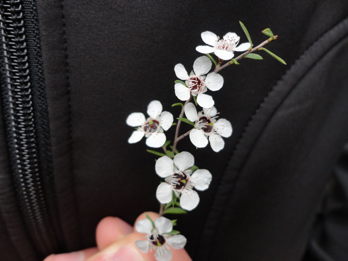 Guacamole In The Trees: Flora of New Zealand!