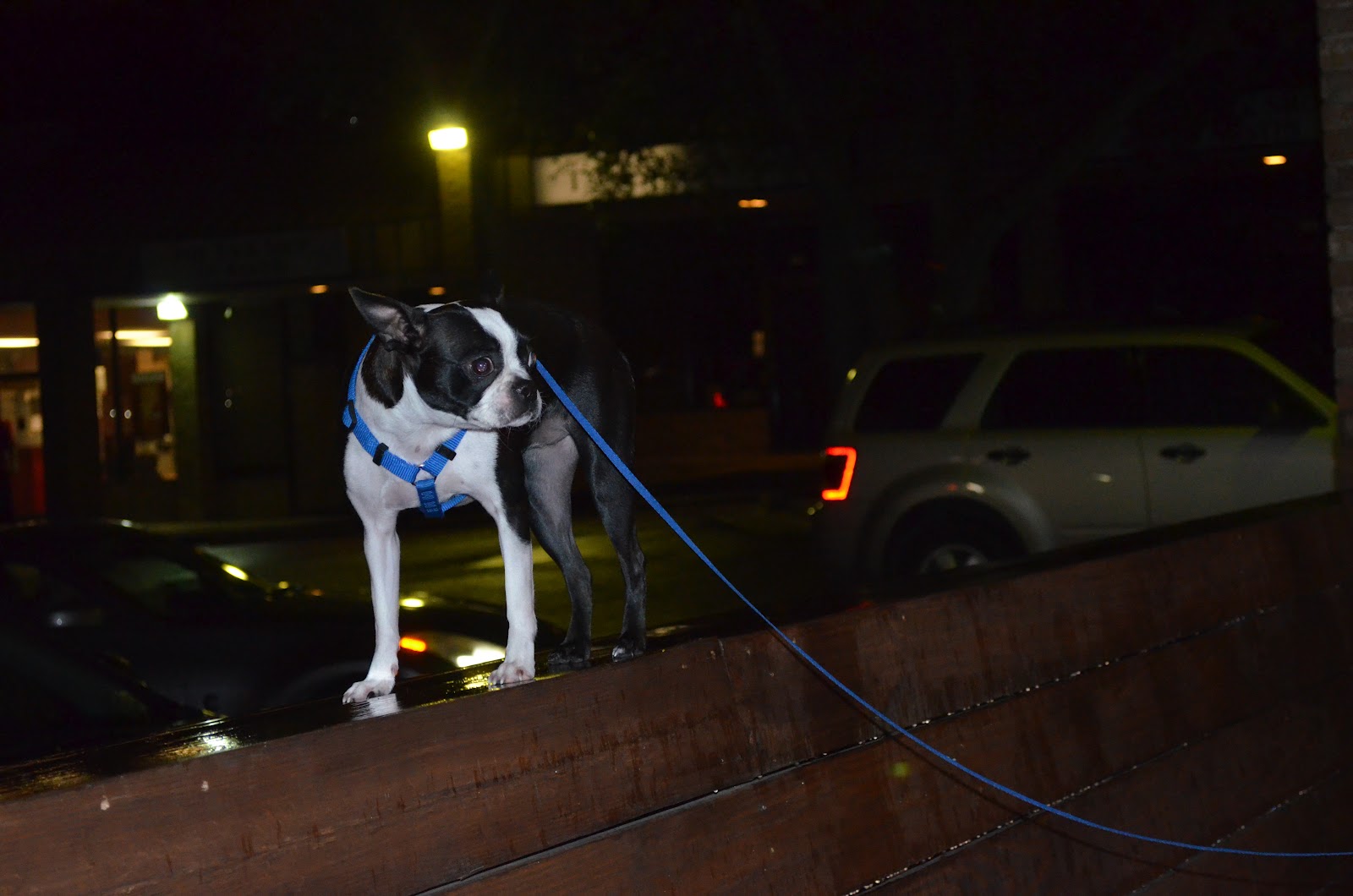 Kitschn Calamities: Austin Terrier