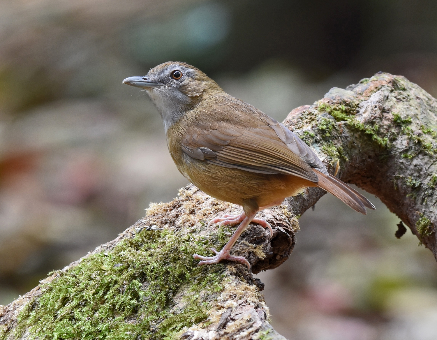 ZOOTHERA BIRDING BLOG: February 2016
