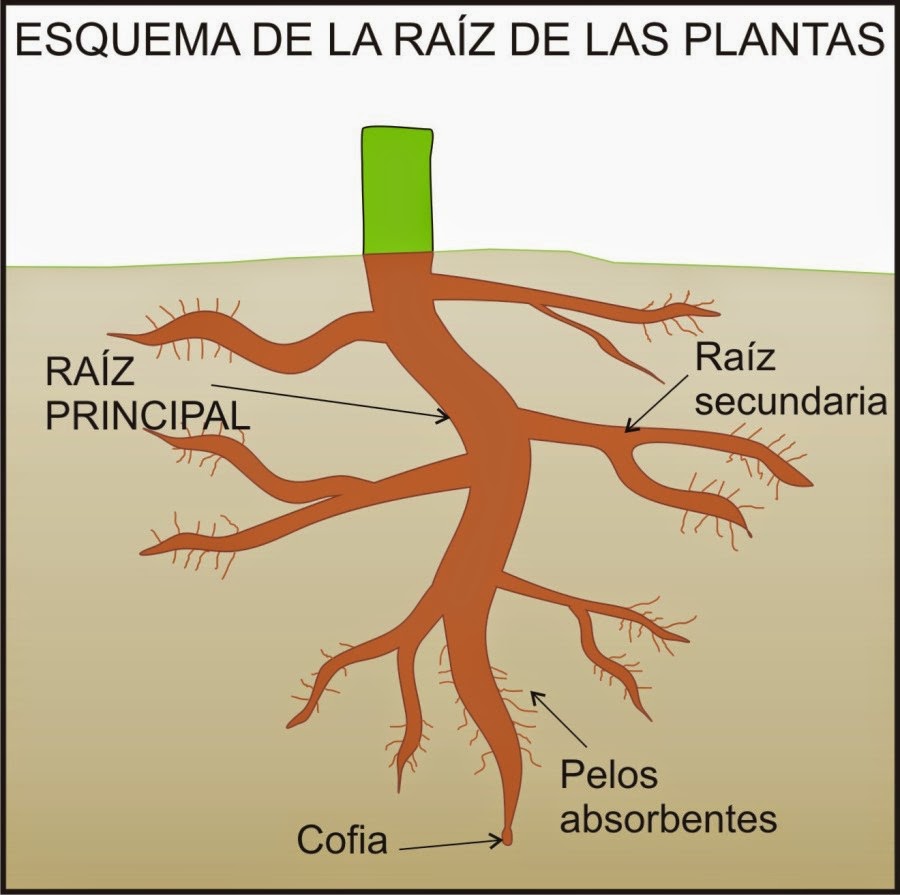 lasplantas020222: Las Plantas y El Medio Ambiente