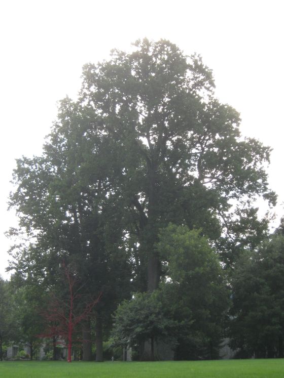 Future Plants by Randy Stewart: Liriodendron - Tulip Tree