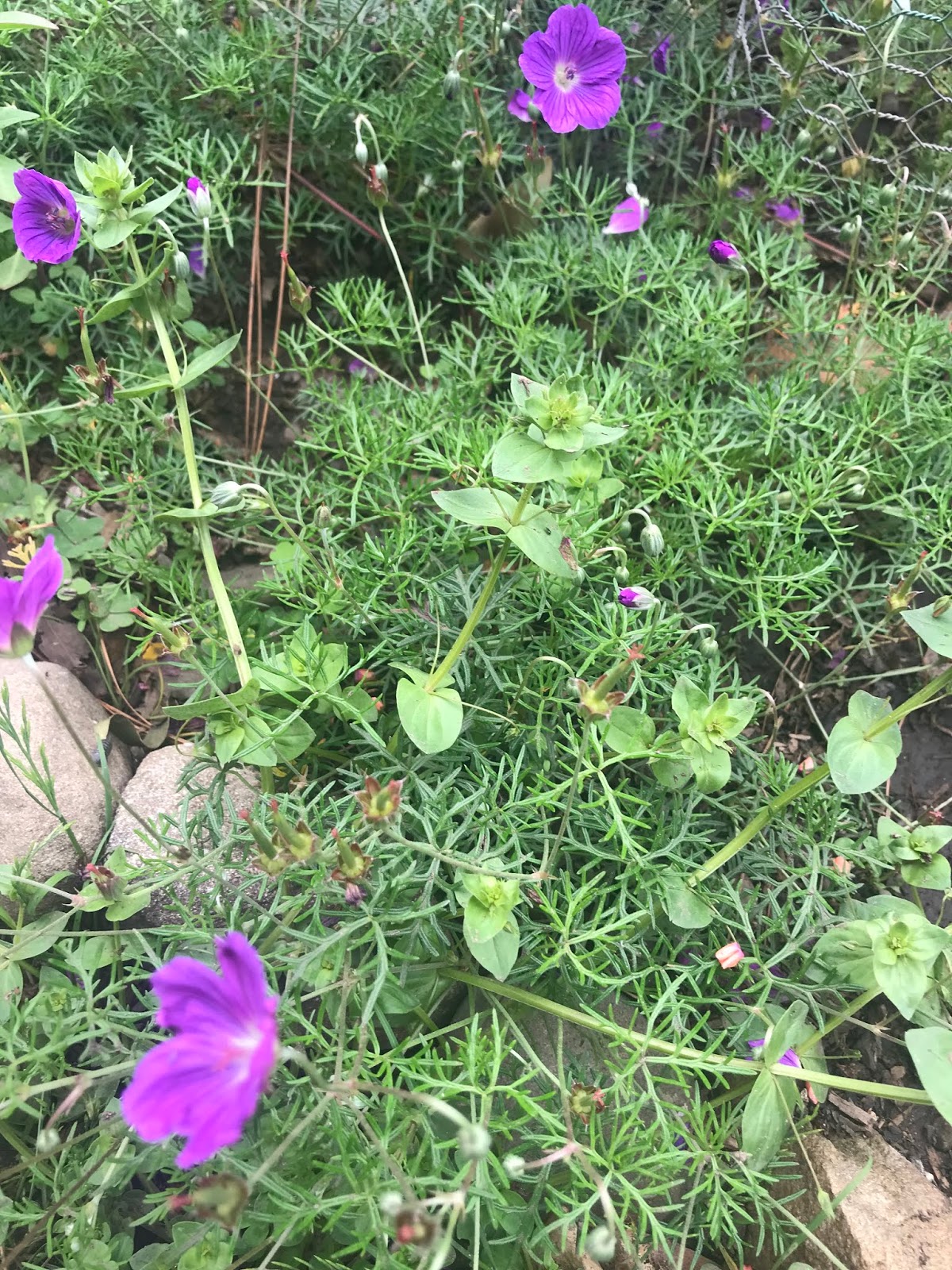 On Discovering A Garden: Gopher Resistant Plants