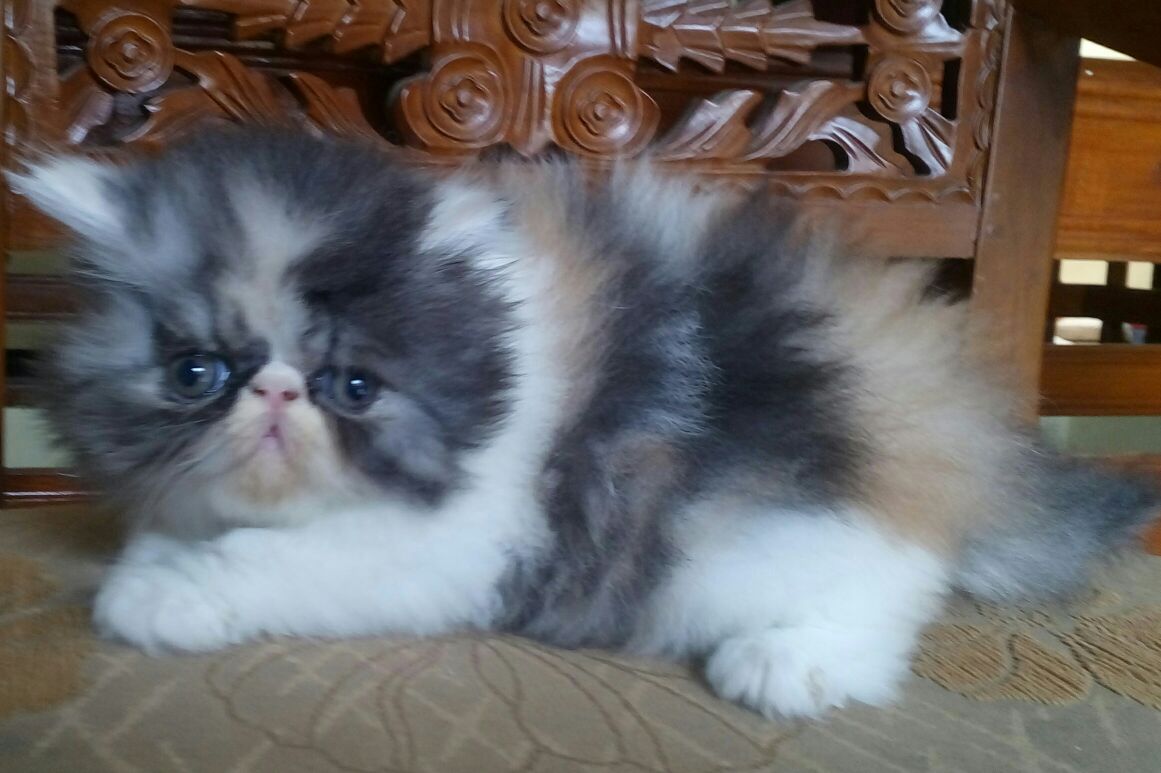 Kucing Bandung