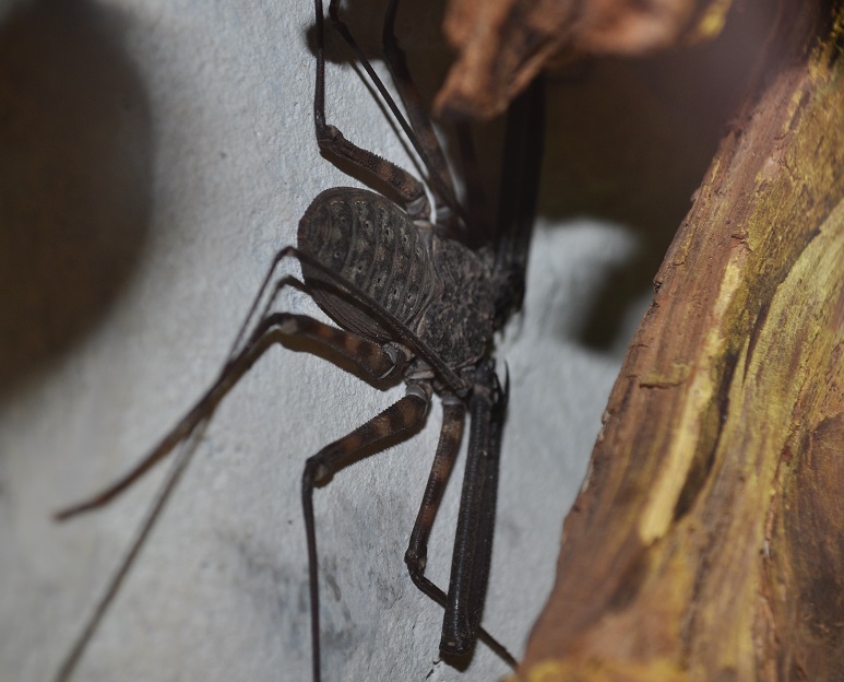 ZOOTOGRAFIANDO (6.096 ANIMALS): AMBLIPIGIO LÁTIGO DEL OESTE / WESTERN ...