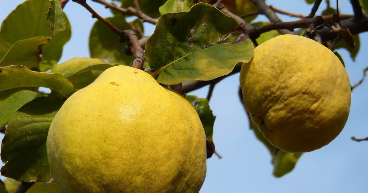 Quitte: die exotische Herbstfrucht