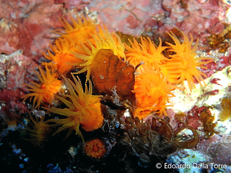 Necton e Plancton: Cnidari: Madrepora Arancione