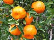 Cara Menanam Jeruk Di Lahan Terbuka by. CaraMenanam.Com